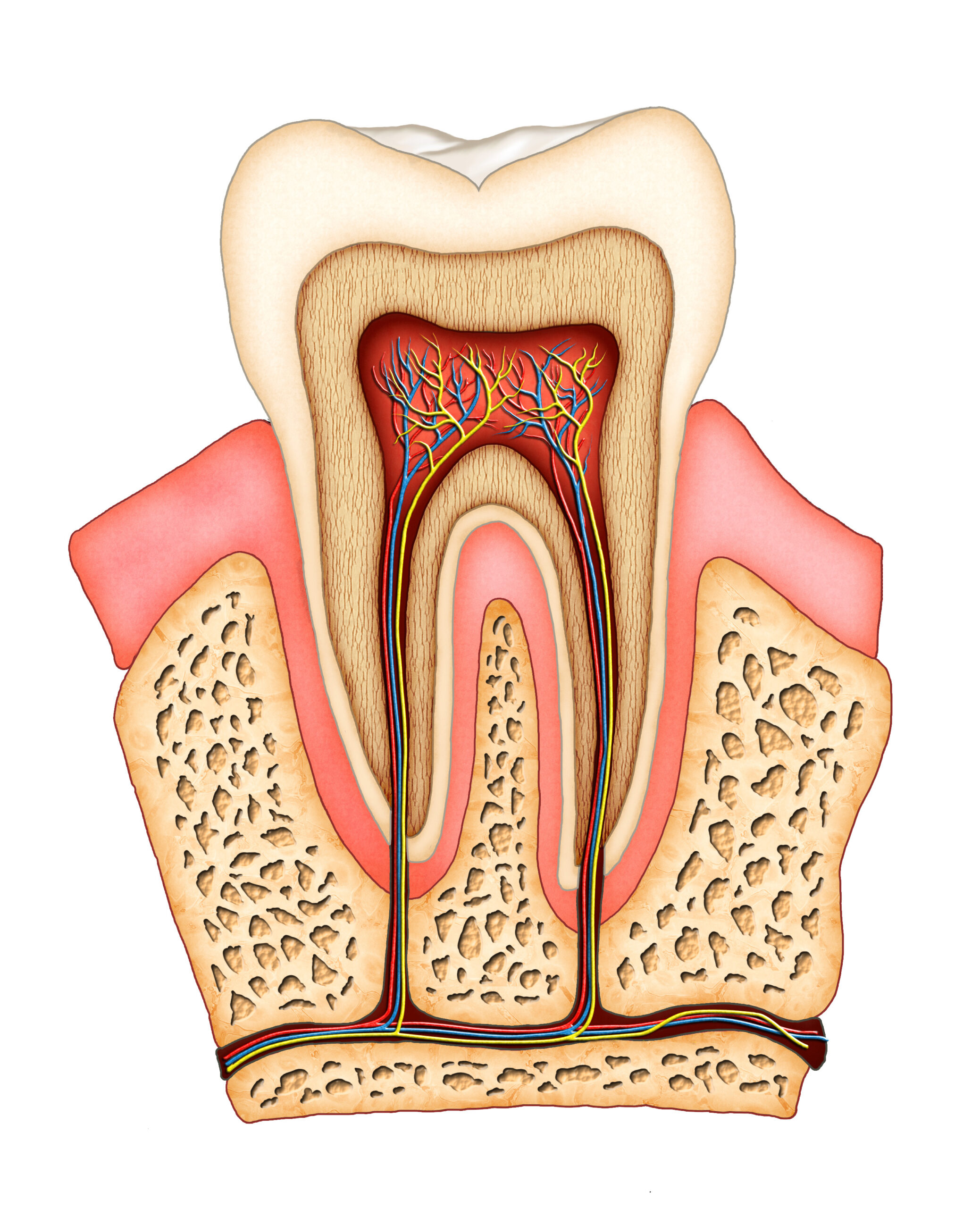 Preventing Tooth Loss With Root Canals | Prairie Village, KS